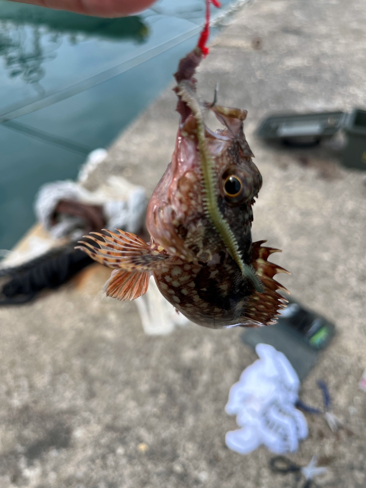 館山堤防 シロギス釣り 2025.7.5: キャンプと焚火と時々カヌー